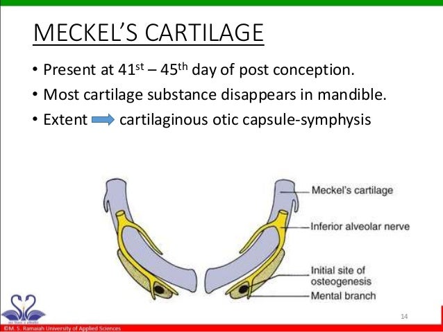 growth and development of Mandible