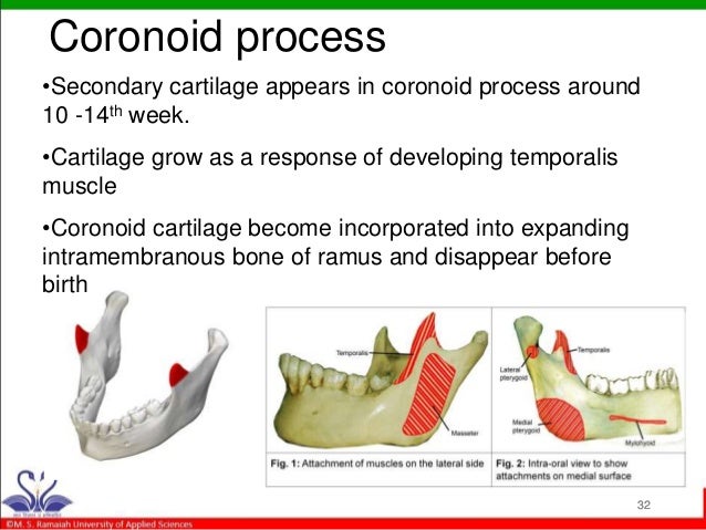 growth and development of Mandible