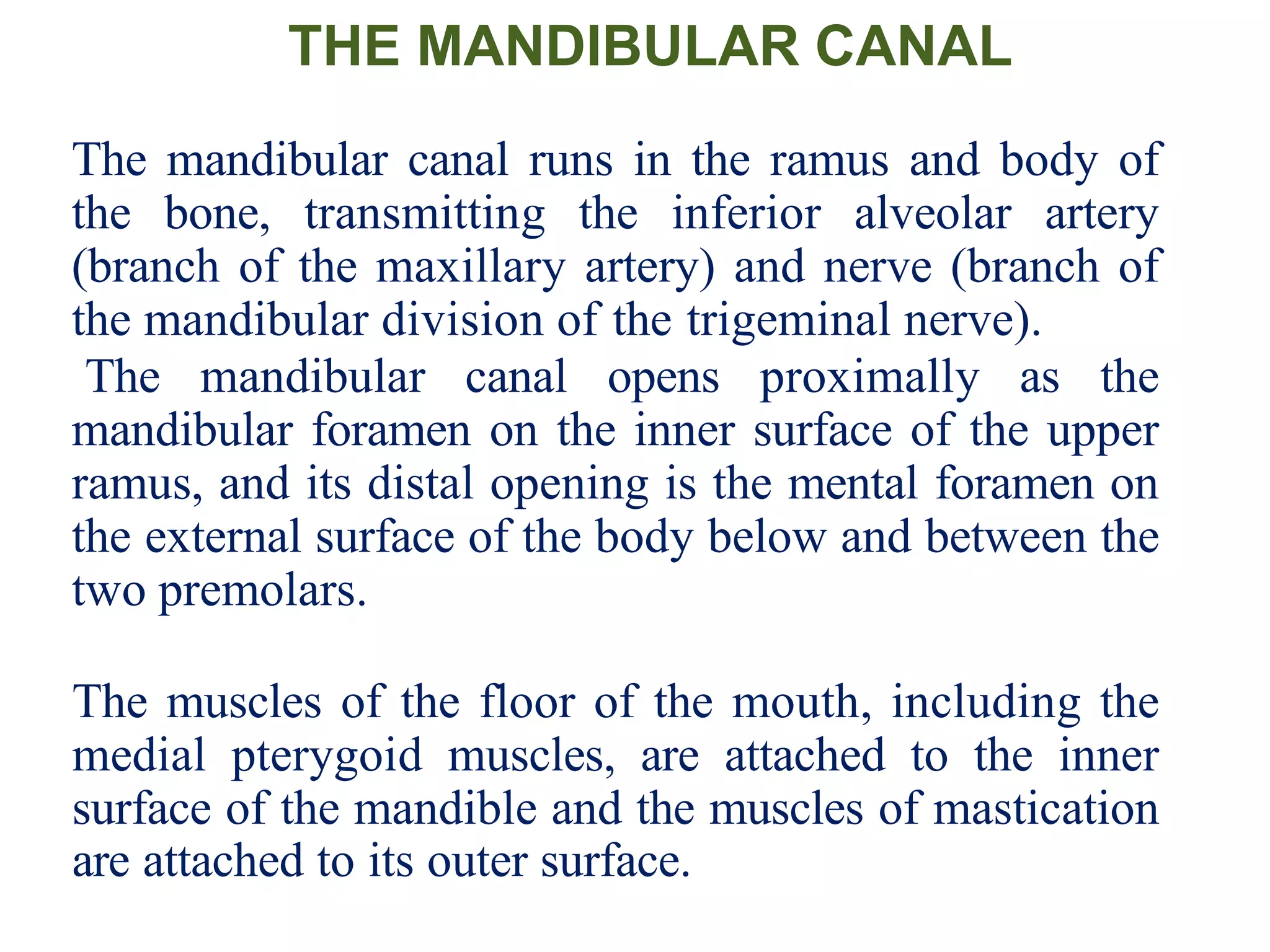 Mandible.pptx