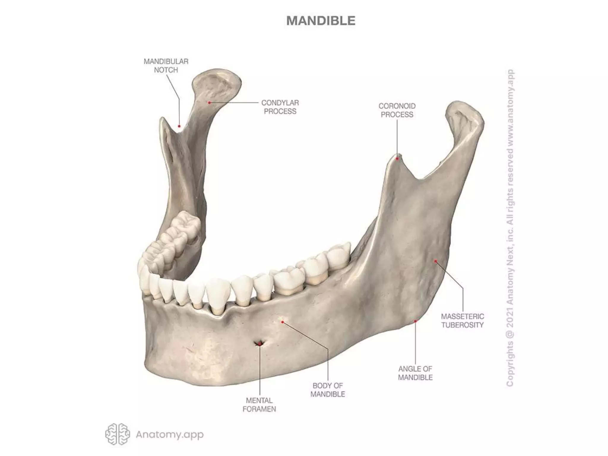 Mandible.pptx
