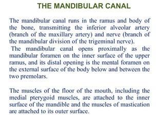 Mandible.pptx