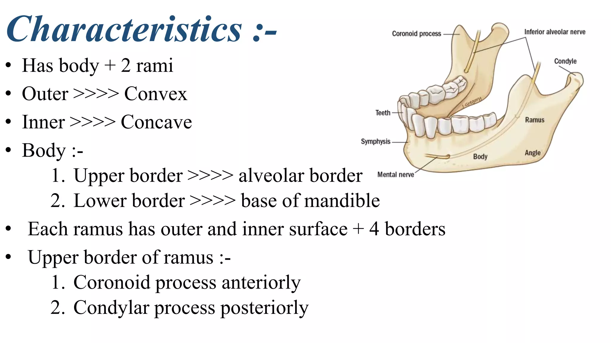 Mandible.pptx