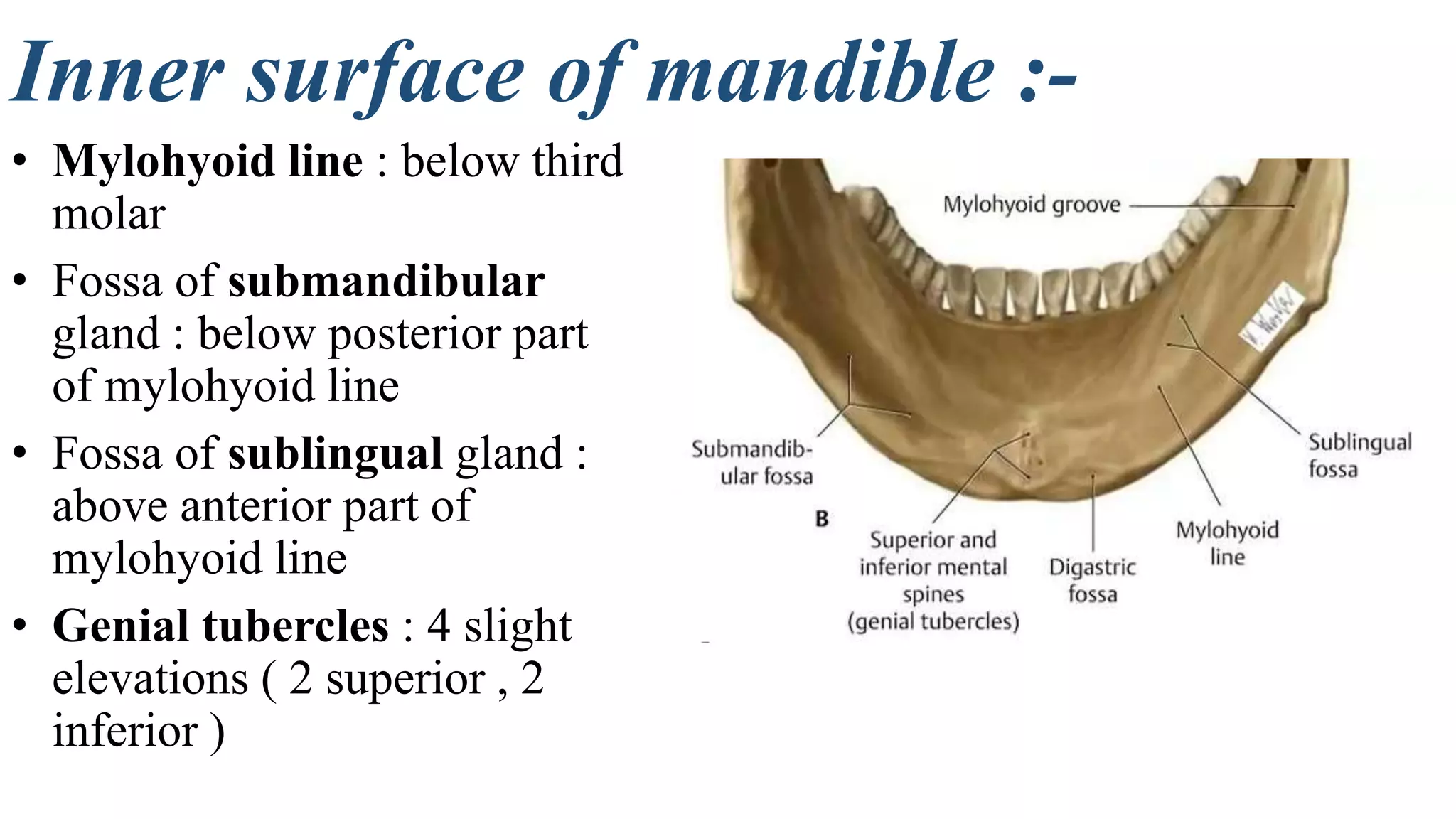 Mandible.pptx