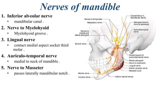 Mandible.pptx