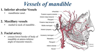 Mandible.pptx