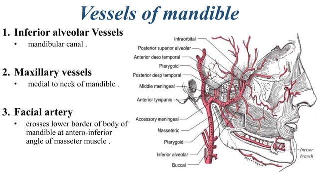 Mandible.pptx