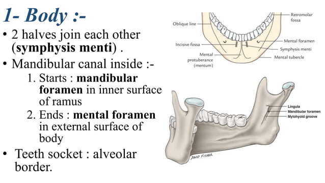 Mandible.pptx