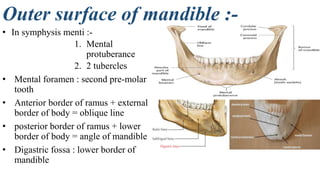 Mandible.pptx