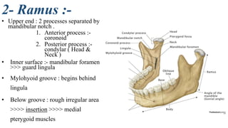 Mandible.pptx