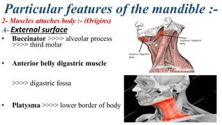 Mandible.pptx