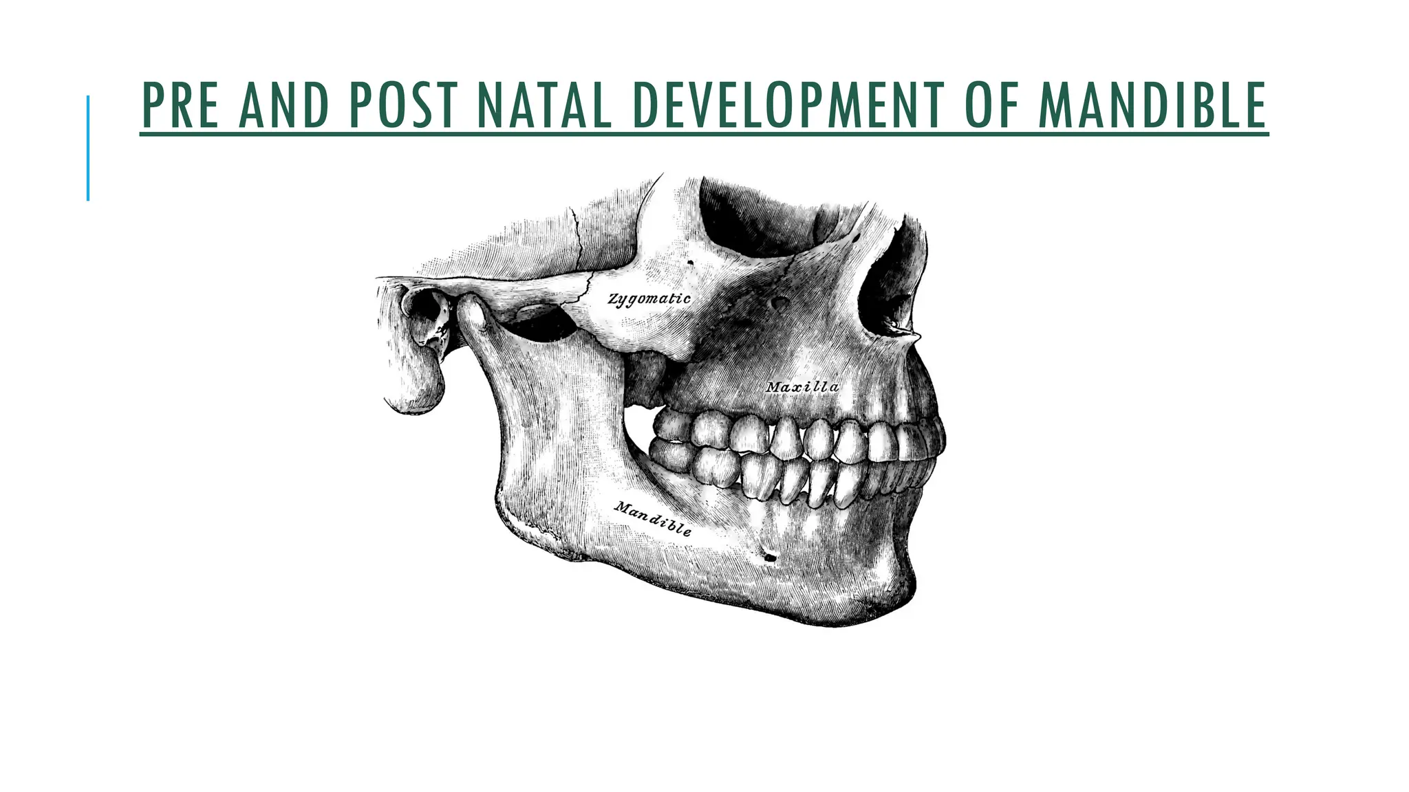 Structural and Functional Overview of the Human Mandible: Anatomy ...