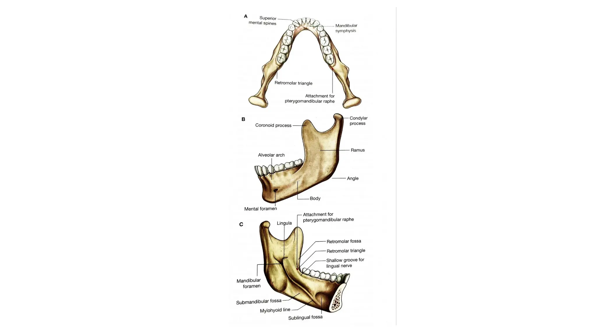 Structural and Functional Overview of the Human Mandible: Anatomy ...