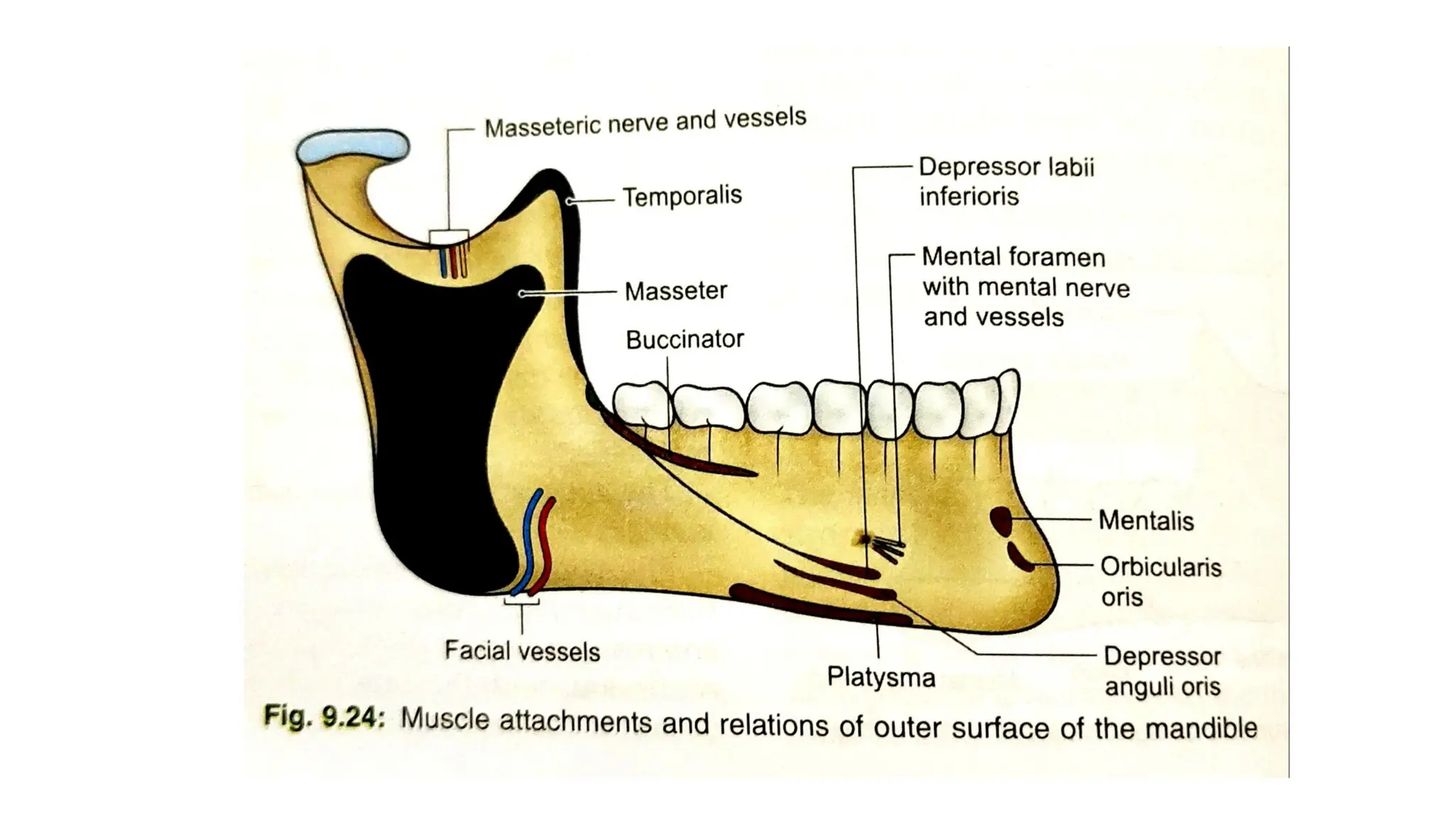 Structural and Functional Overview of the Human Mandible: Anatomy ...