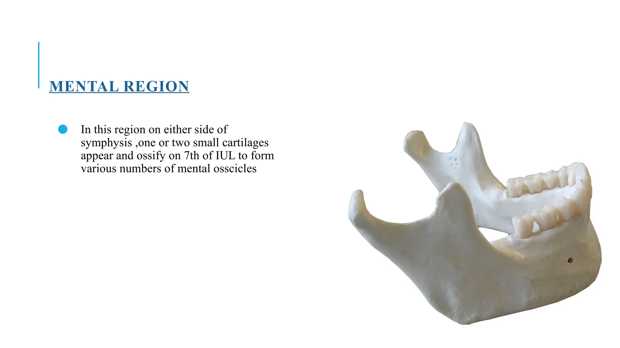 Structural and Functional Overview of the Human Mandible: Anatomy ...