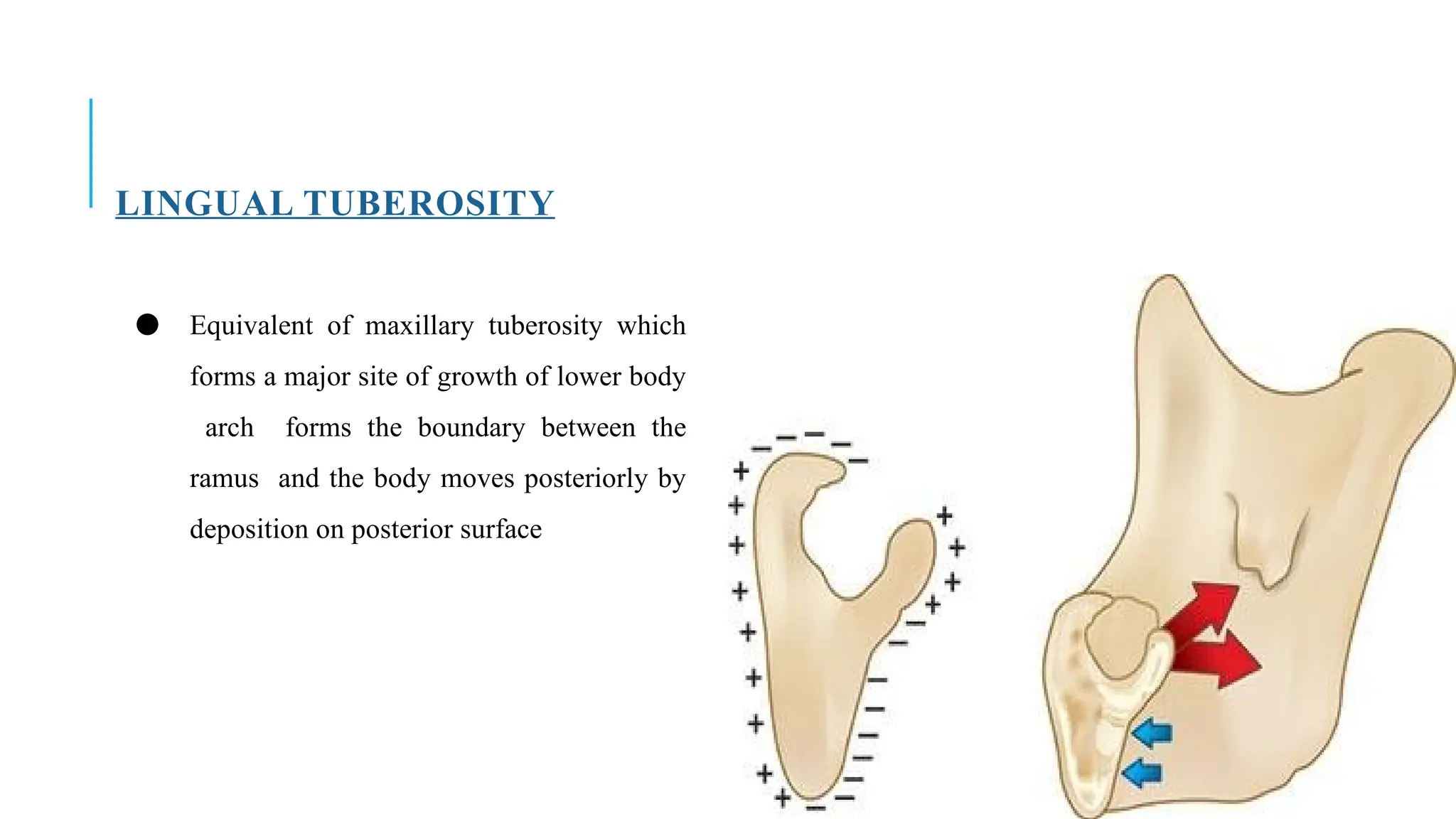 Structural and Functional Overview of the Human Mandible: Anatomy ...