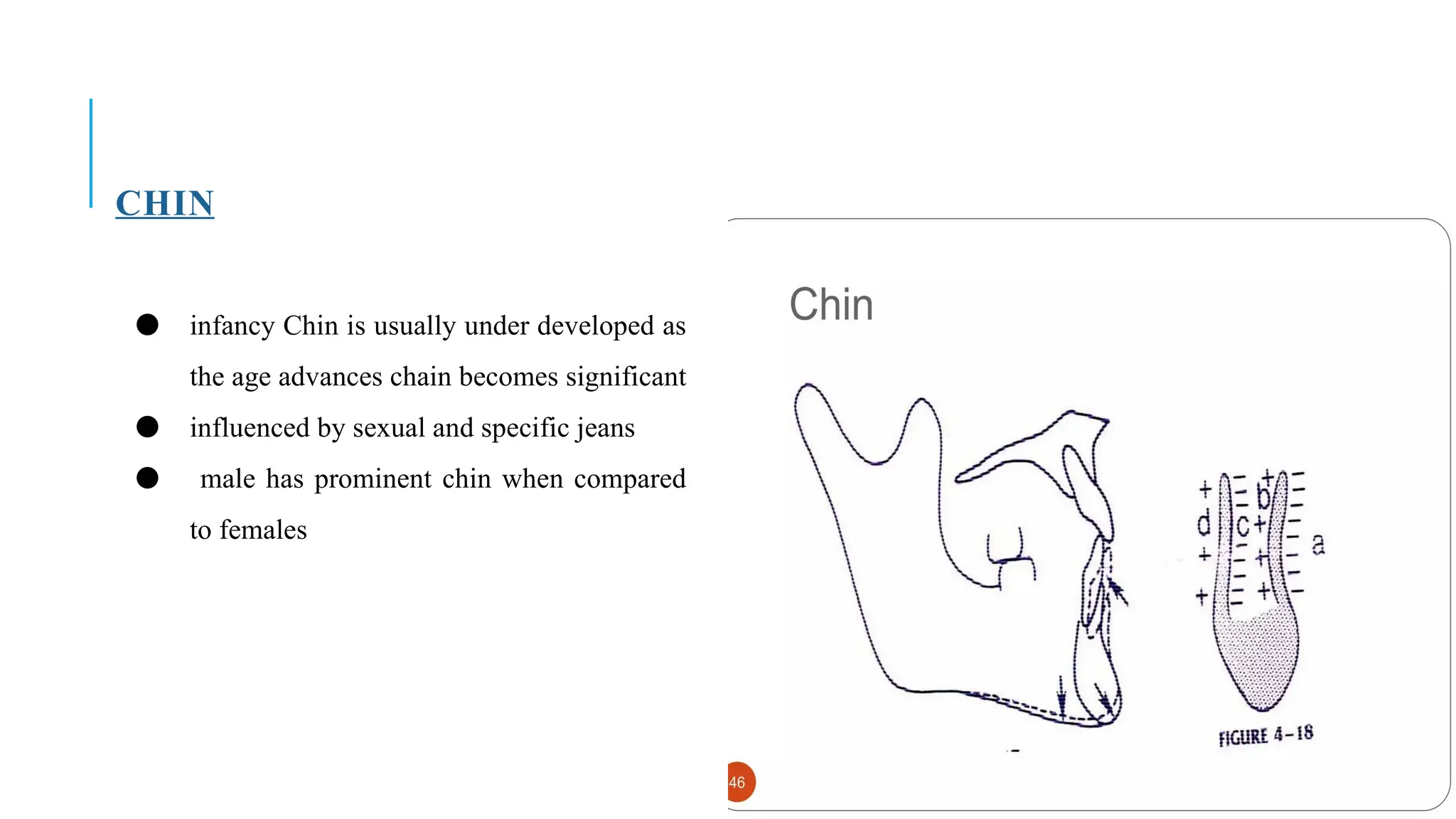Structural and Functional Overview of the Human Mandible: Anatomy ...