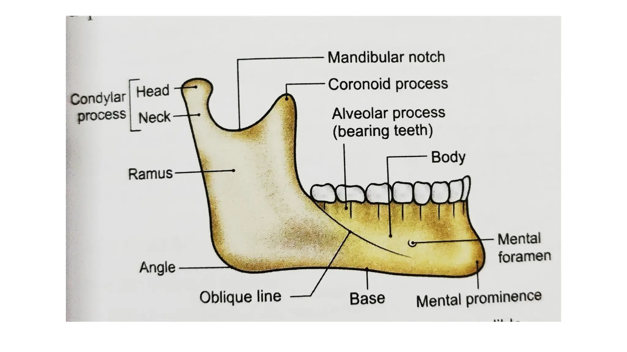 Structural and Functional Overview of the Human Mandible: Anatomy ...
