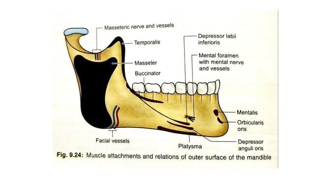Structural and Functional Overview of the Human Mandible: Anatomy ...
