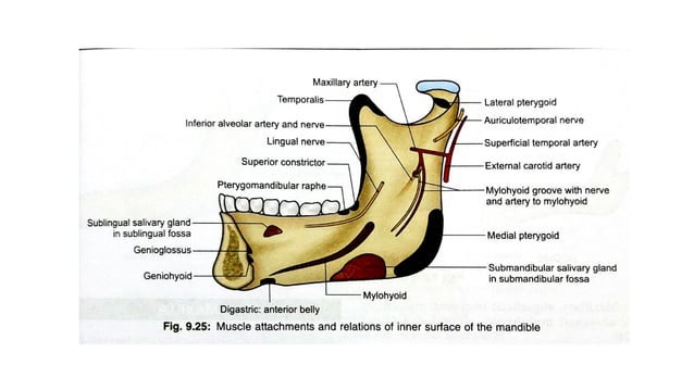 Structural and Functional Overview of the Human Mandible: Anatomy ...
