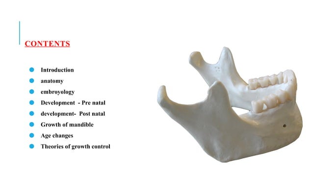 Structural and Functional Overview of the Human Mandible: Anatomy ...