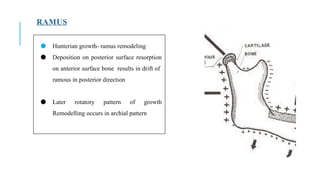 Structural and Functional Overview of the Human Mandible: Anatomy ...