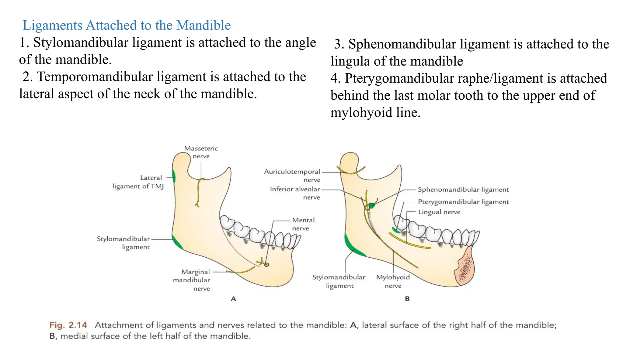 Anatomy of Mandible- nerve supply, muscles.pptx