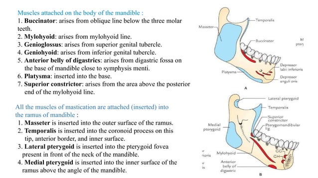 Anatomy of Mandible- nerve supply, muscles.pptx
