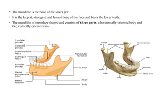 Anatomy of Mandible- nerve supply, muscles.pptx