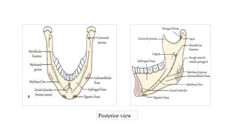 Anatomy of Mandible- nerve supply, muscles.pptx