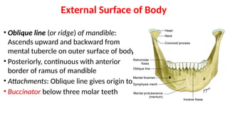 Clinical Surgical and Applied Anatomy of Mandible.pptx