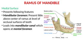Clinical Surgical and Applied Anatomy of Mandible.pptx
