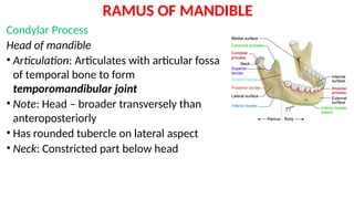 Clinical Surgical and Applied Anatomy of Mandible.pptx