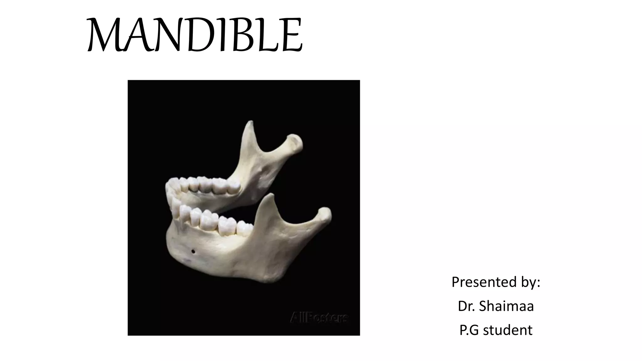 Mandible | PPTX | Bone and Joint Conditions | Diseases and Conditions