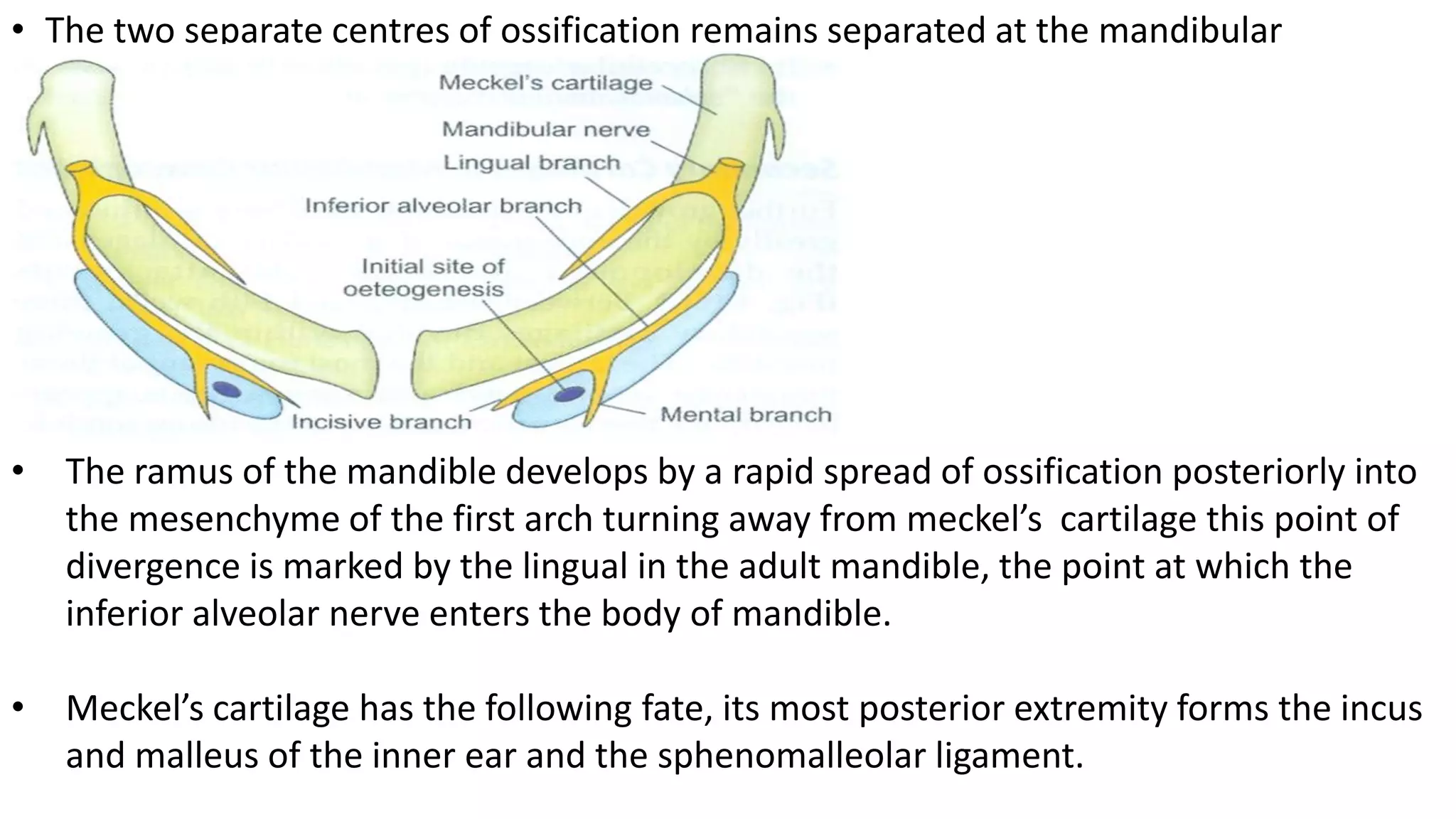 Mandible | PPTX