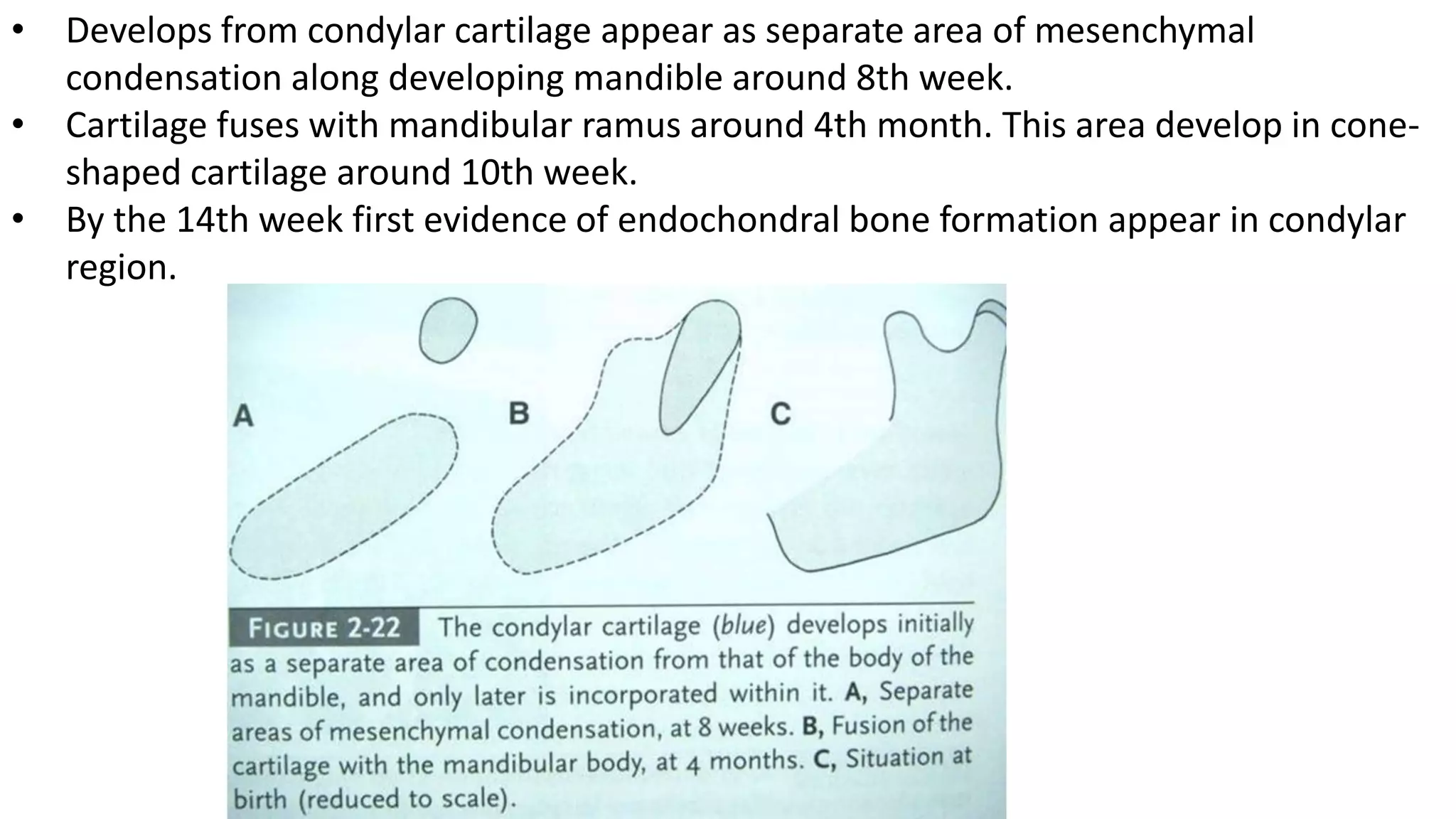 Mandible | PPTX