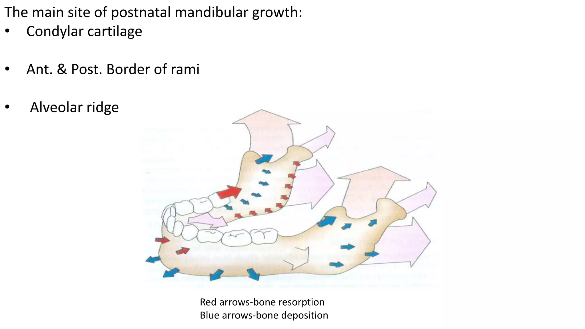 Mandible | PPTX