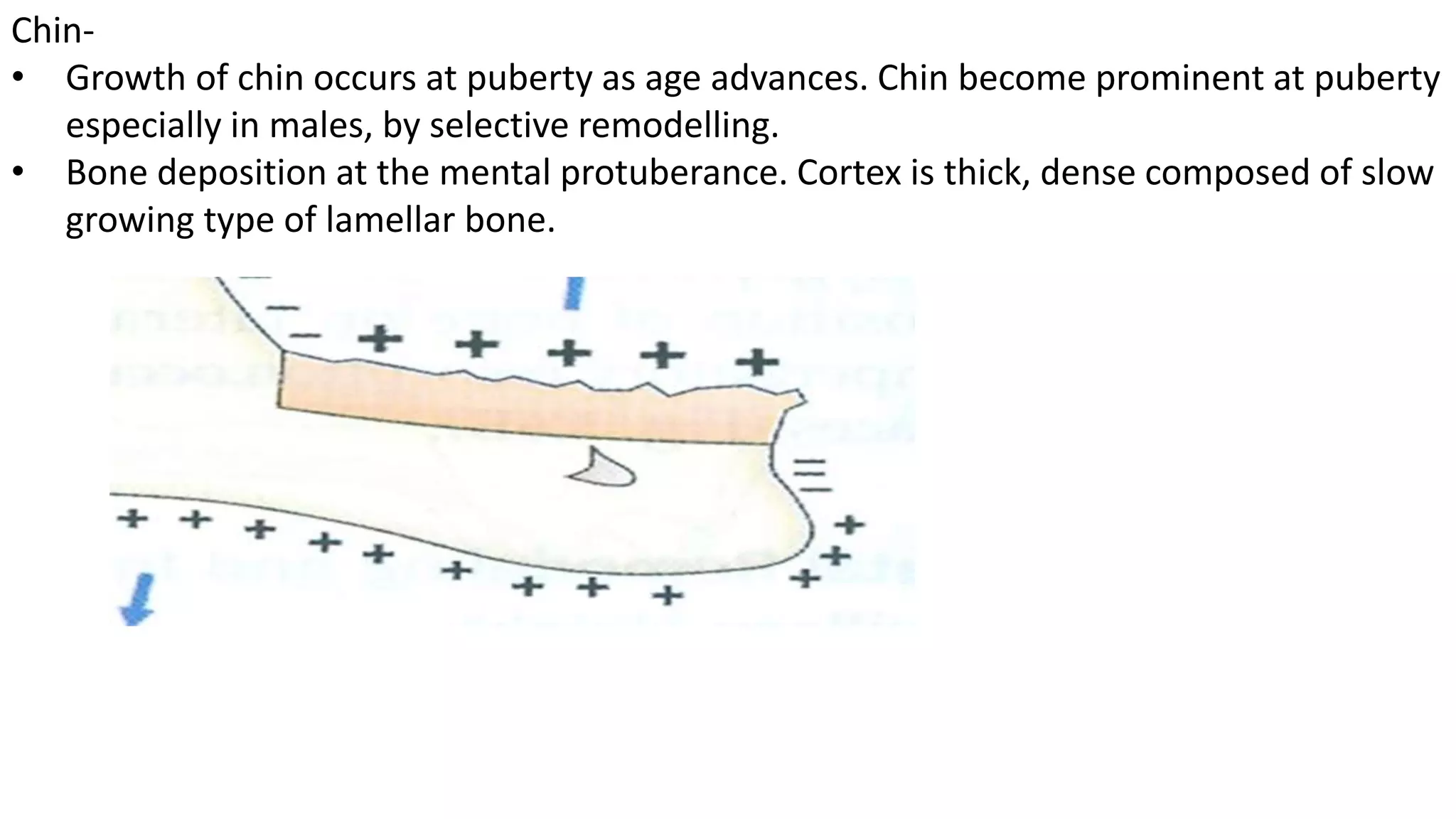 Mandible | PPTX