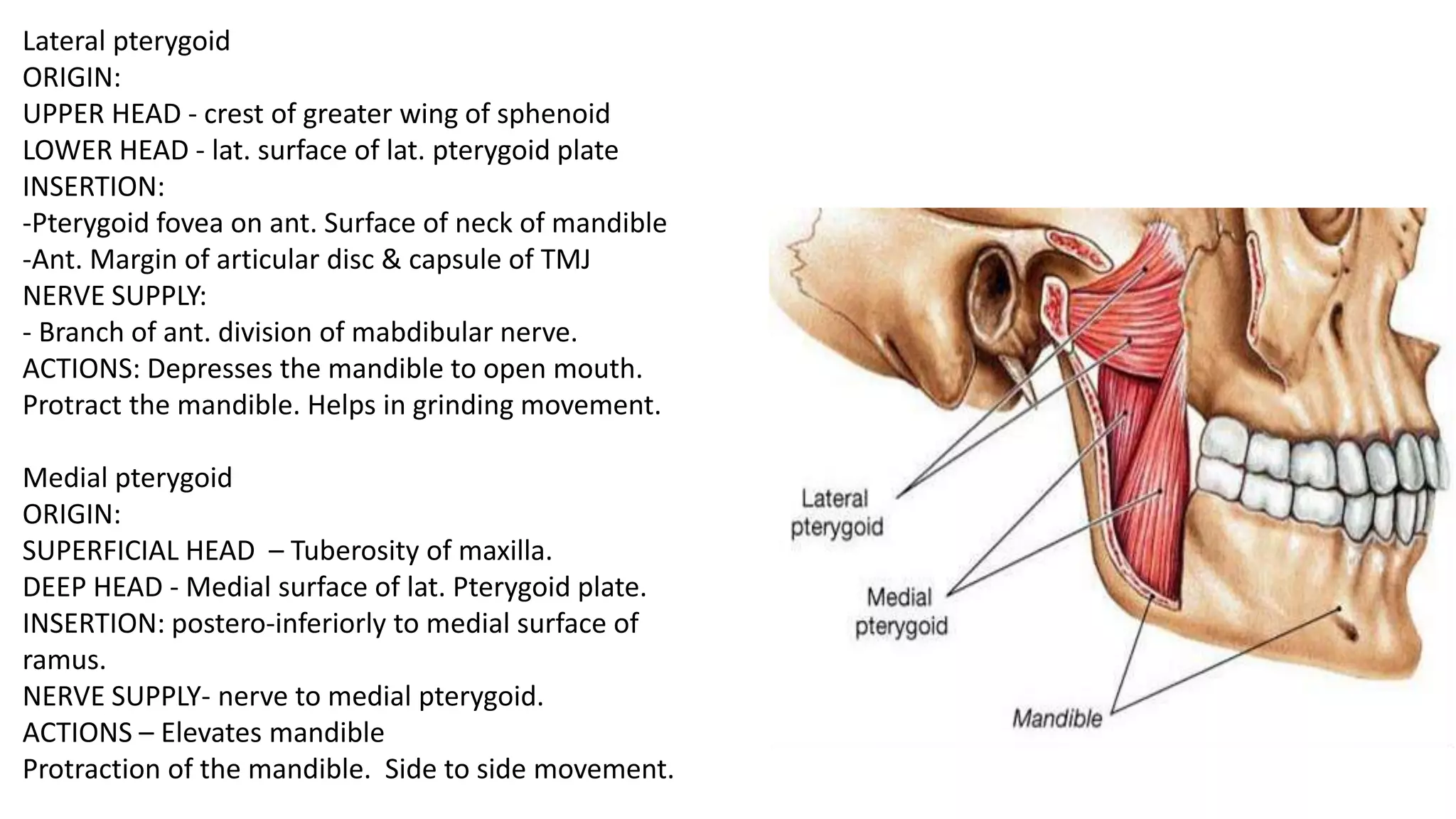 Mandible | PPTX