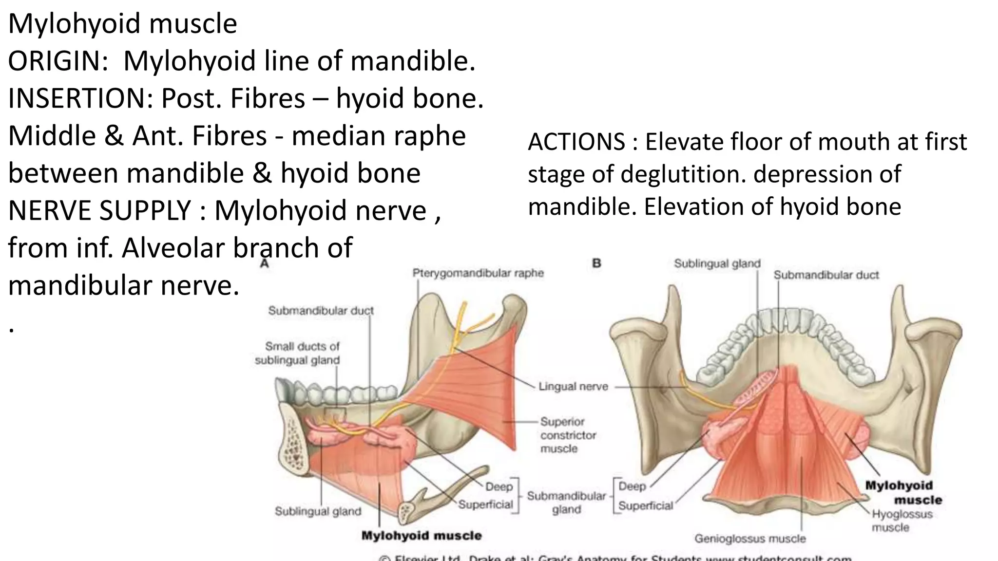 Mandible | PPTX