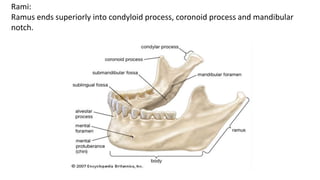 Mandible | PPTX