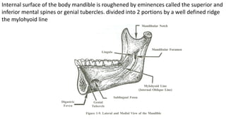 Mandible | PPTX