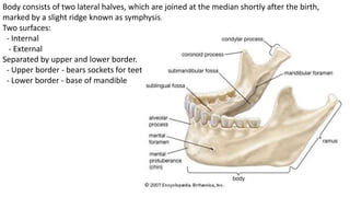 Mandible | PPT