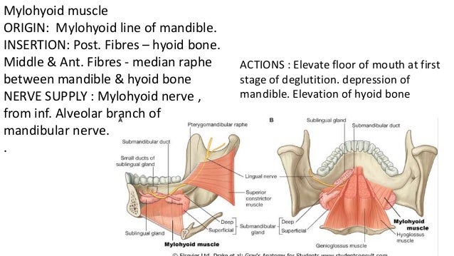 Mandible Mylohyoid Line