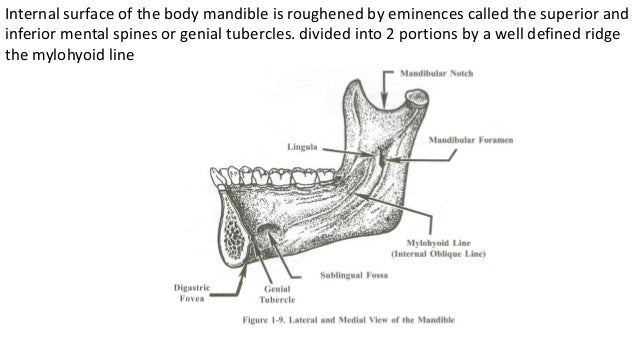 Mandible