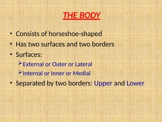 mandible anatomy- anatomy- anatomy- anatomy.pptx