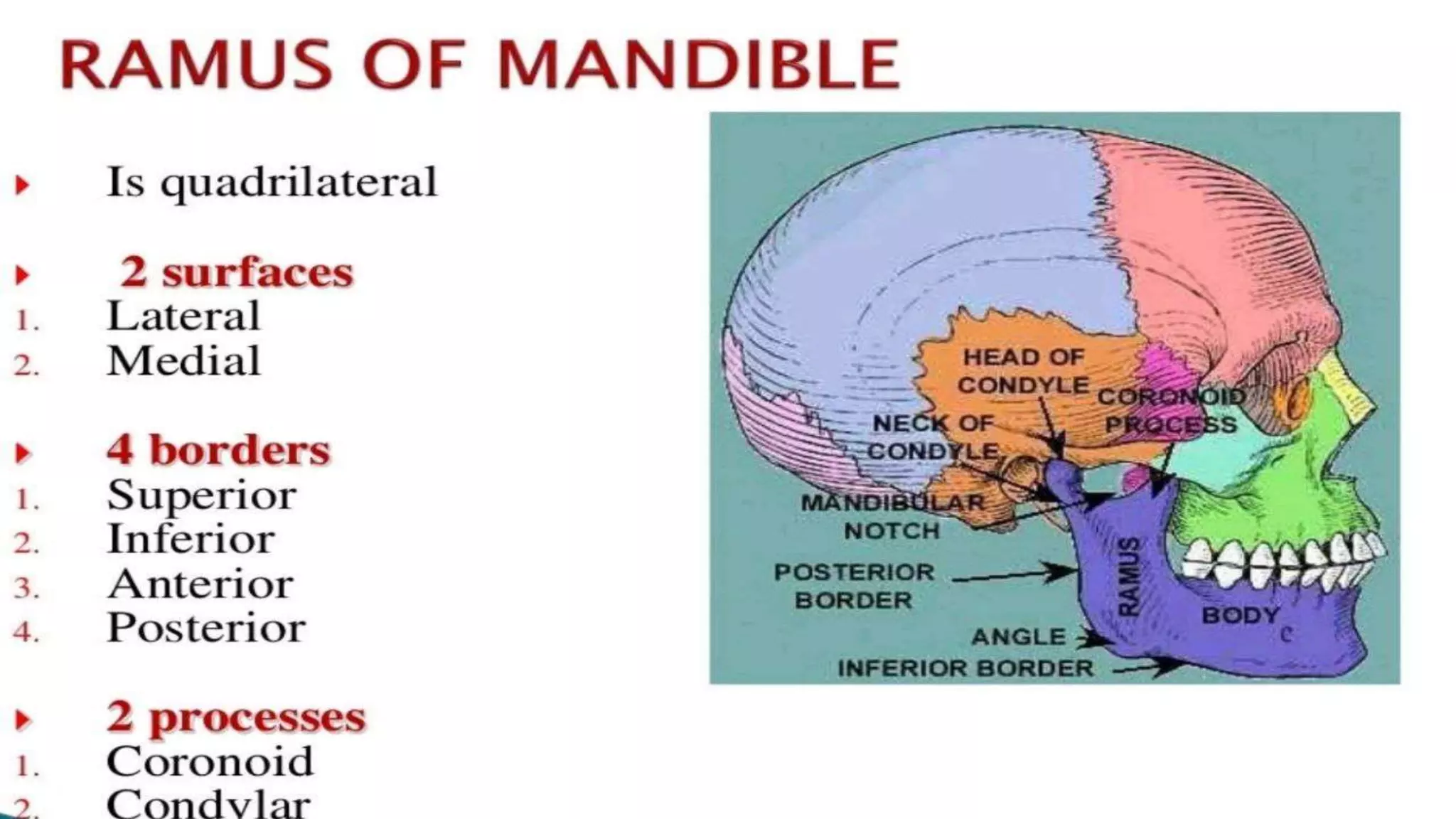 Mandible anatomy2.pptx