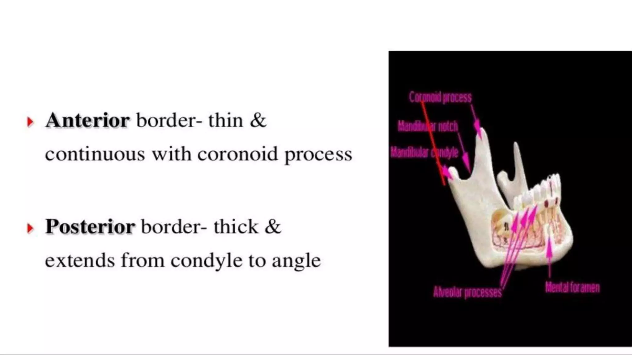 Mandible anatomy2.pptx
