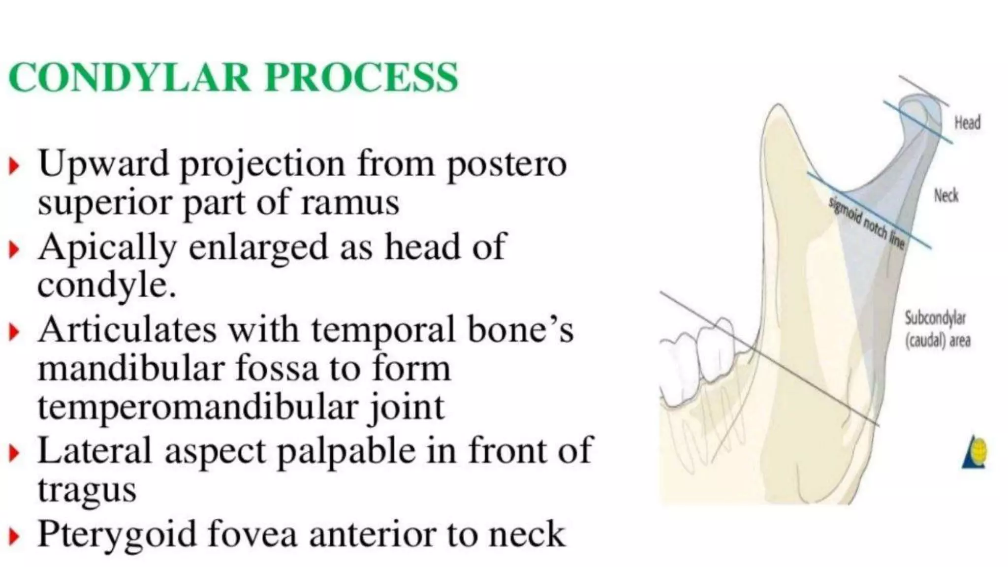 Mandible anatomy2.pptx
