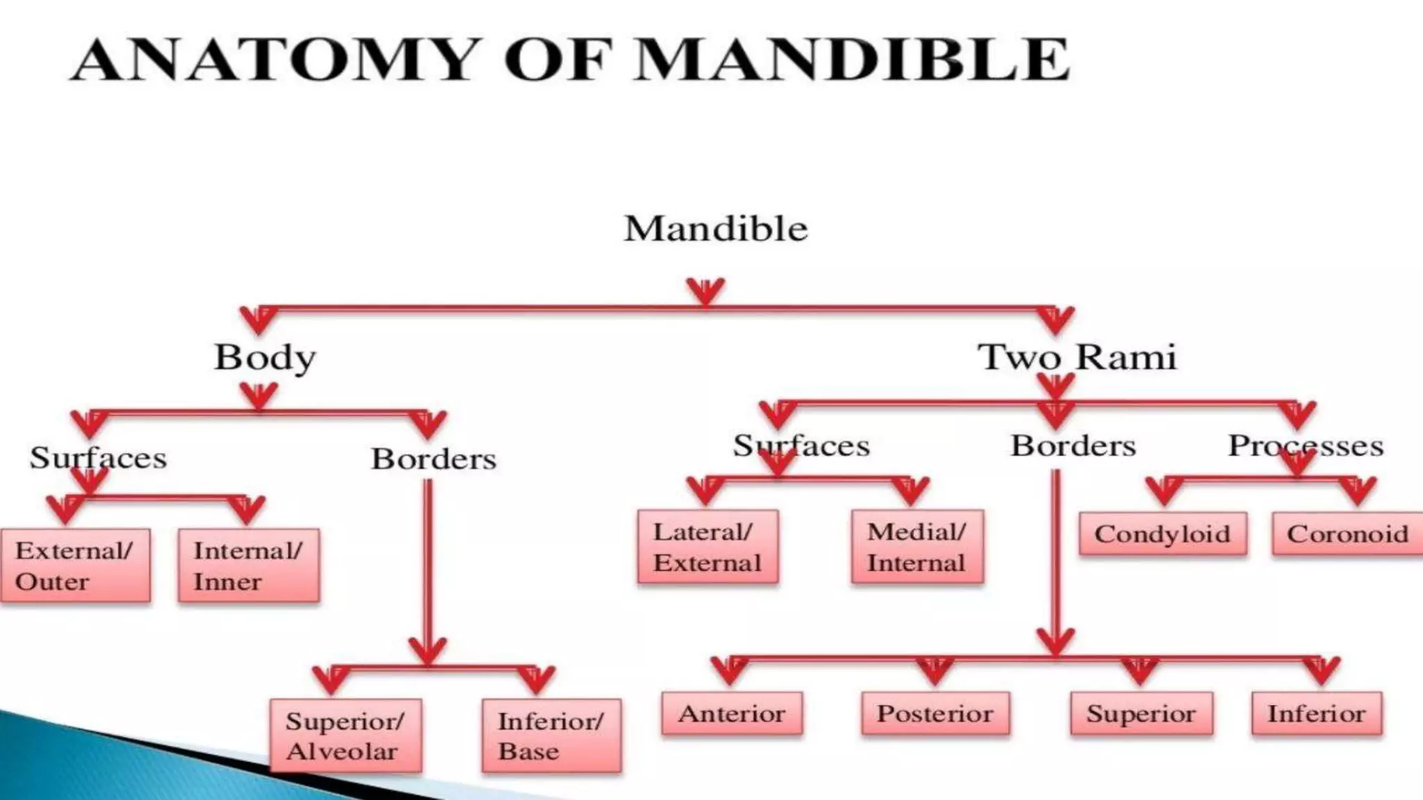 Mandible anatomy2.pptx