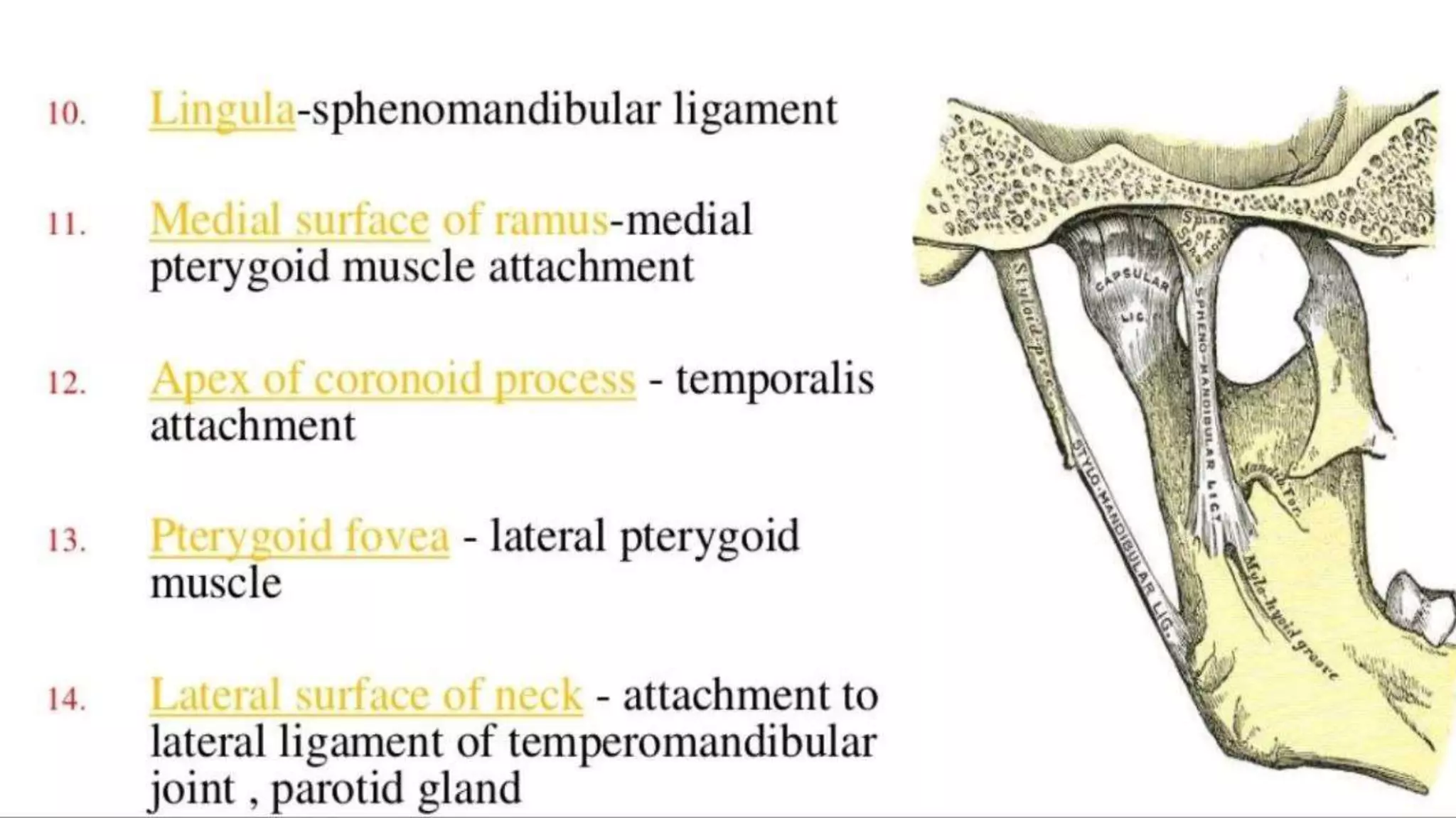 Mandible anatomy2.pptx